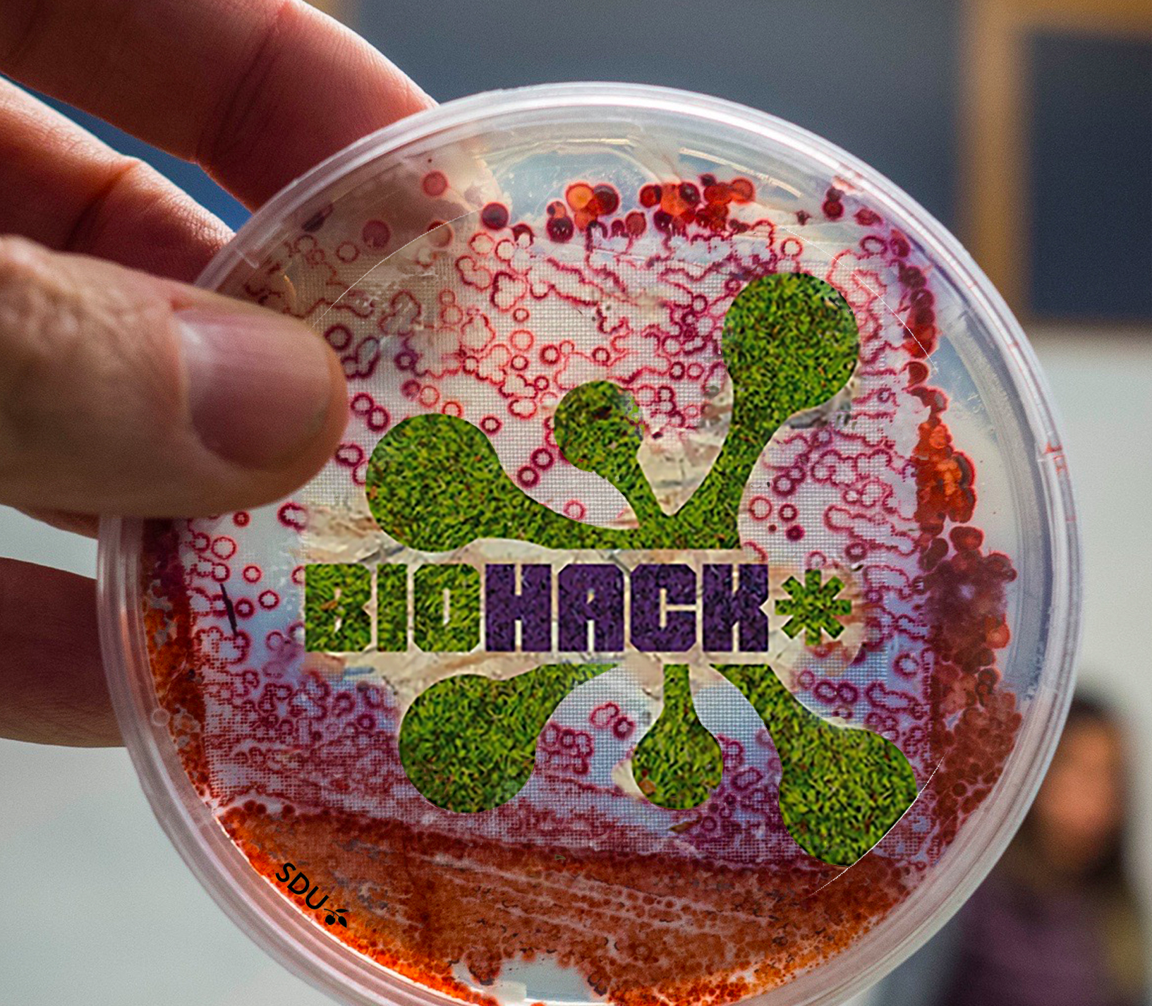 Projects | Danielle Wilde